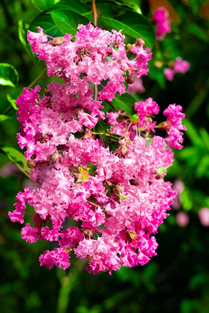 Lagerstroemia Petite Pink doniczka 2L